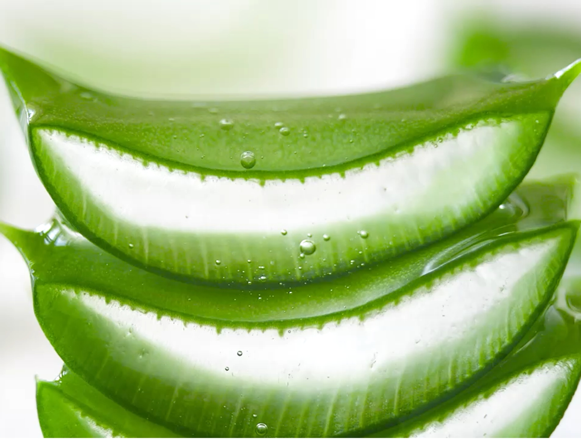 Terry Laboratories | Aloe Vera | Extracts | Concentrates